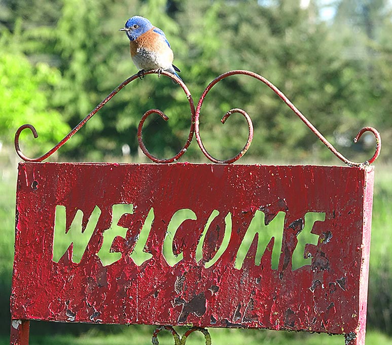 Prescott Bluebird Recovery Project Seeks Volunteers - Tualatin Life
