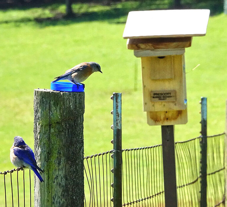 Local Western Bluebird conservation organization looking for new ...