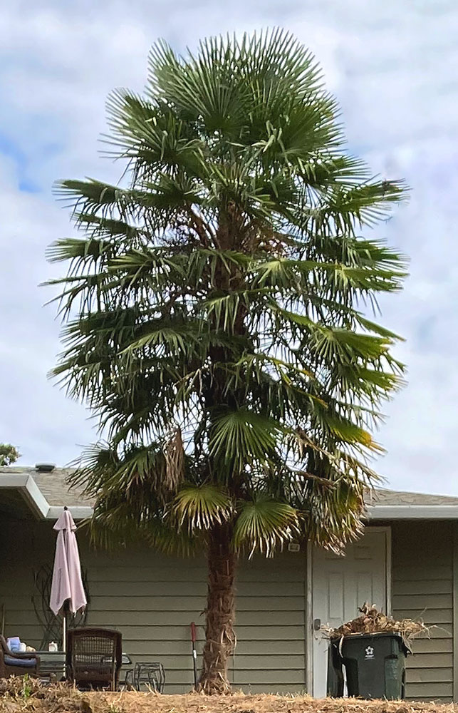 The Simple Palm Tree - Tualatin Life